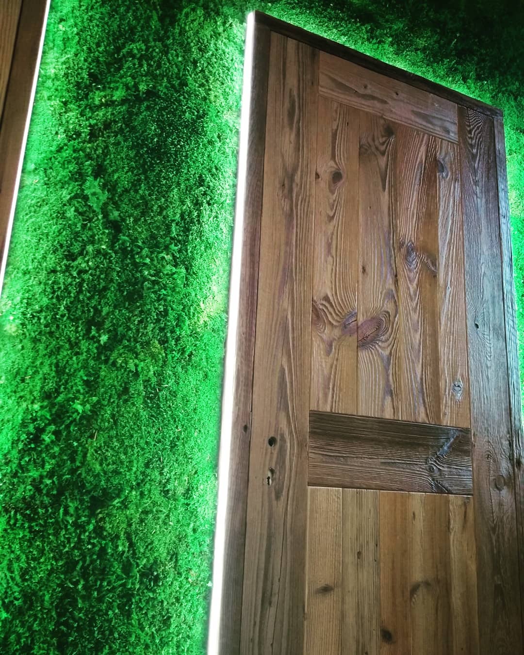 Buy Flat moss for green walls and decorations, The highest quality moss ...