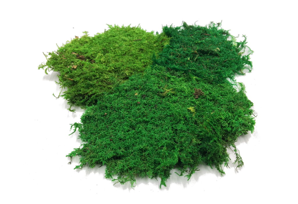 Preserved Moss For Decorations & Green Walls. Moss Wholesaler, Buy Top ...