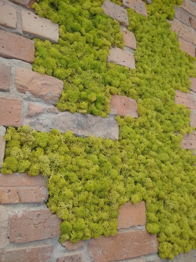 Preserved Moss Wall Gallery | UK Moss Design Ideas preservedmoss.co.uk