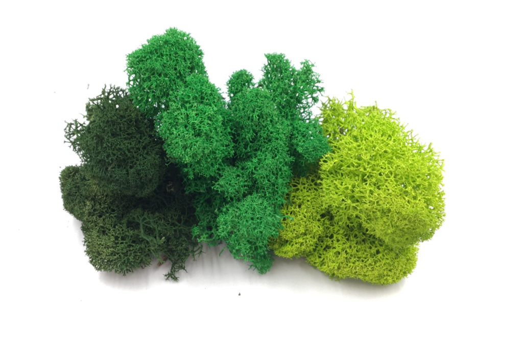 Preserved Moss For Decorations & Green Walls. Moss Wholesaler, Buy Top ...