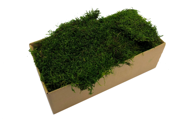 Buy high quality preserved flat moss for green walls and decorations ...