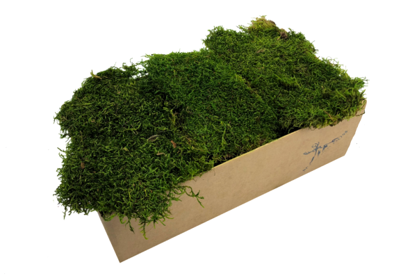 Buy high quality preserved flat moss for green walls and decorations ...