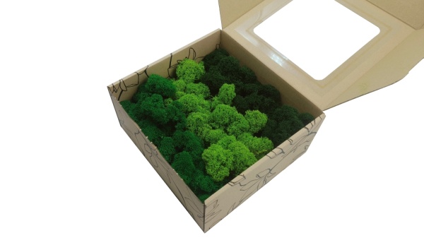 Reindeer Moss Medium Green Color - Display Window Box, Purified ...