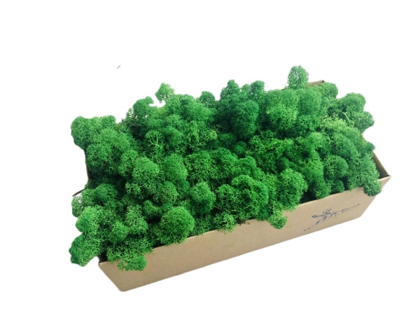 Buy Swedish Reindeer Moss UK – Premium Preserved Moss | Preserved Moss ...