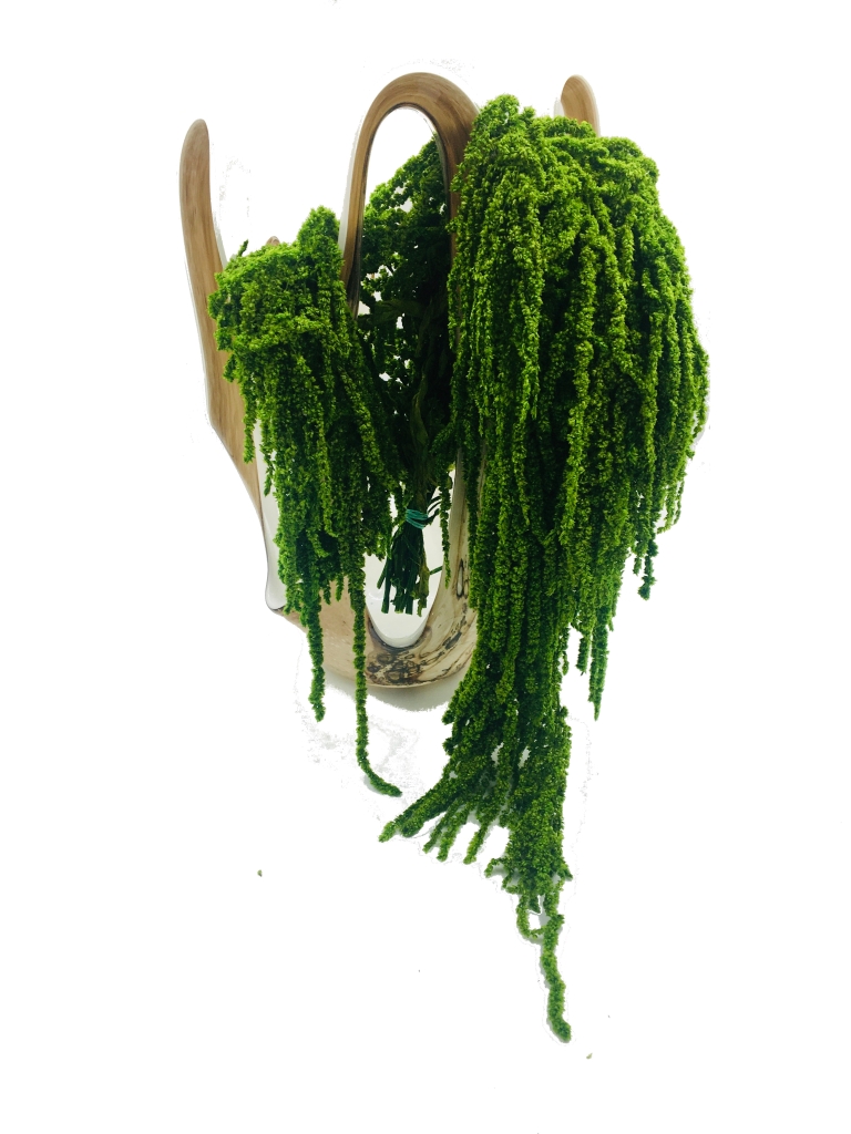Preserved Amaranthus - Color Light Green preservedmoss.co.uk