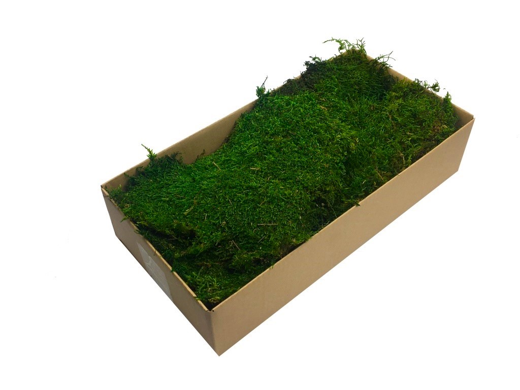 Premium Preserved Alpine ( Tyrolean ) Flat Moss Medium Green 200 g Box ...
