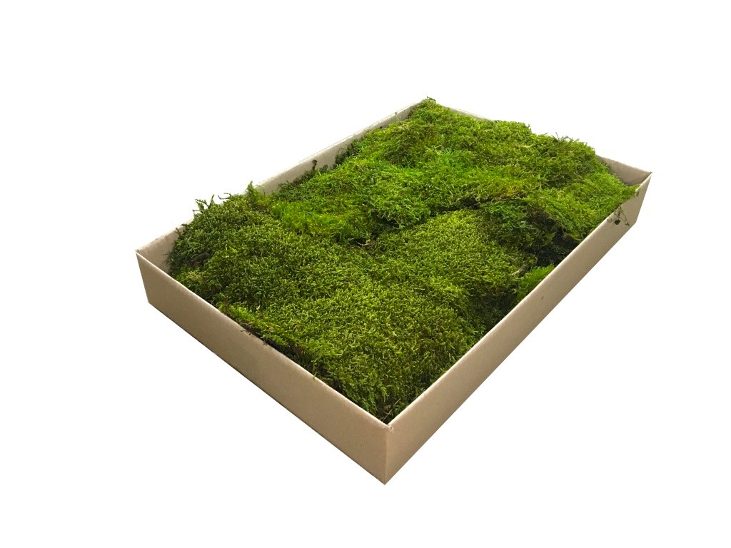 Flat Moss | Fire Rated Preserved Flat Moss Bulk Box 1m2 preservedmoss.co.uk