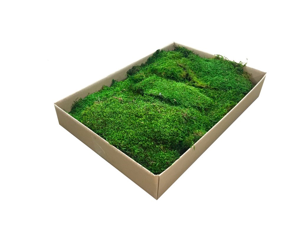 Premium Preserved Alpine ( Tyrolean ) Flat Moss Medium Green Bulk Box ...
