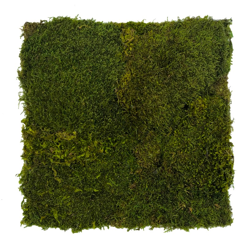Preserved " Tyrolean " Flat moss wall panel 50 x 50cm | color - light ...