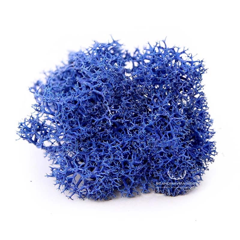 Reindeer Moss 500g Dark Blue, Purified, Norwegian, 100% Real, Natural ...