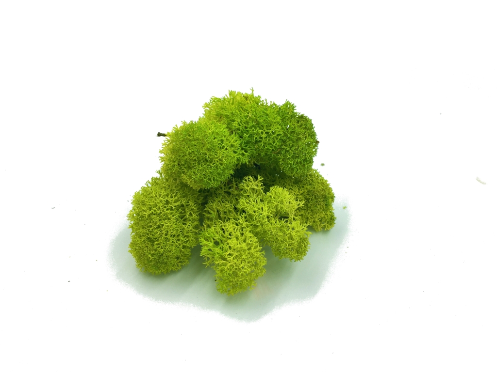 Reindeer Moss 5 kg Spring Green, Purified, Norwegian, 100% Real ...