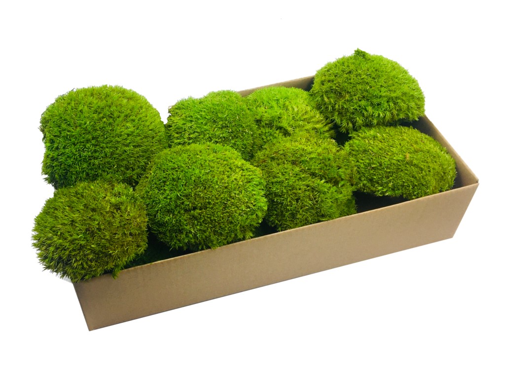 Premium Preserved Alpine ( Tyrolean ) Pillow Moss Light Green 150 g Box ...