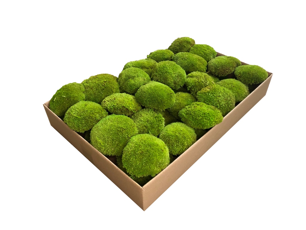 2 kg Premium Preserved Alpine Pillow Moss (Tyrolean Bun Moss), Bulk Box ...