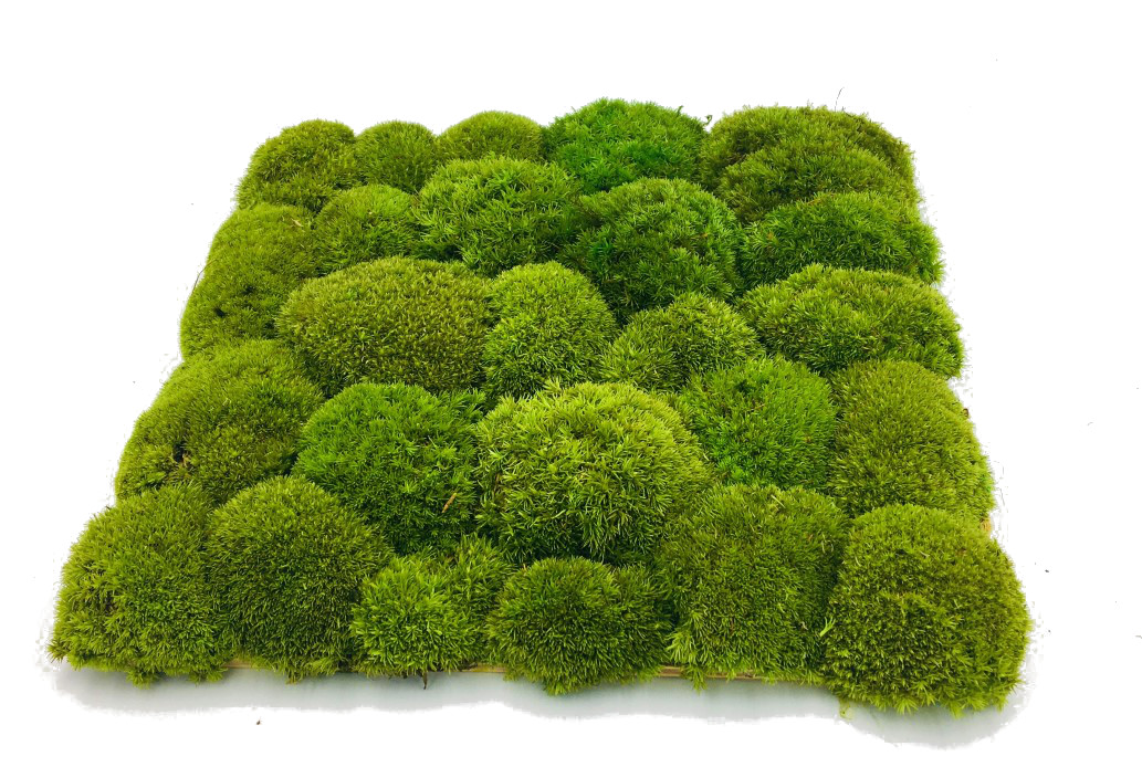 Handmade Pillow Moss / Bun Moss Panel 12"x12" Pillow Moss Tile | color ...