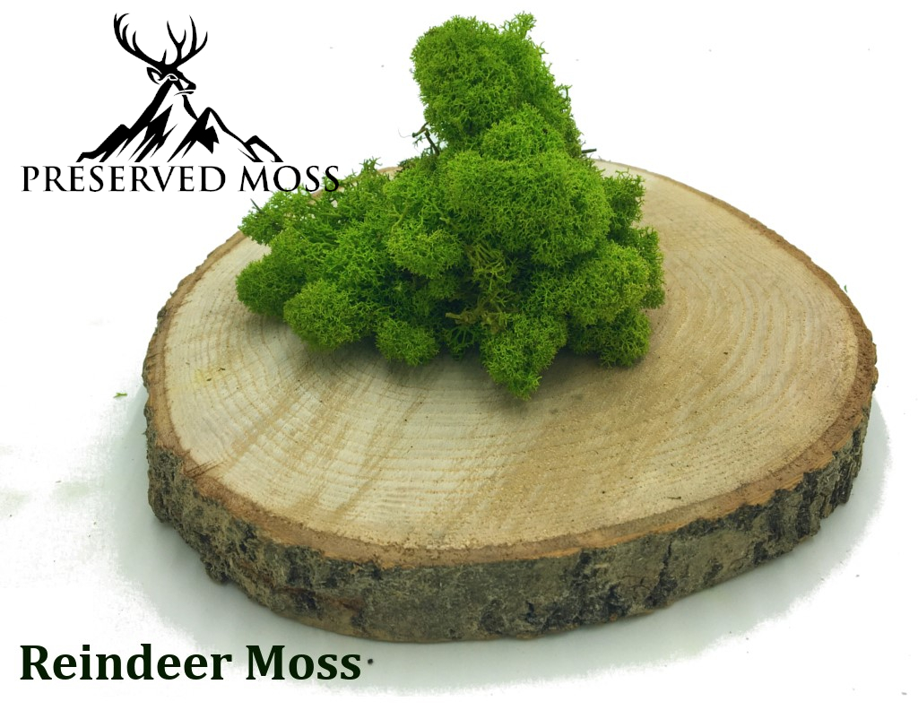 Preserved Moss Shop UK, Top Quality Real Preserved Moss For Decorations ...