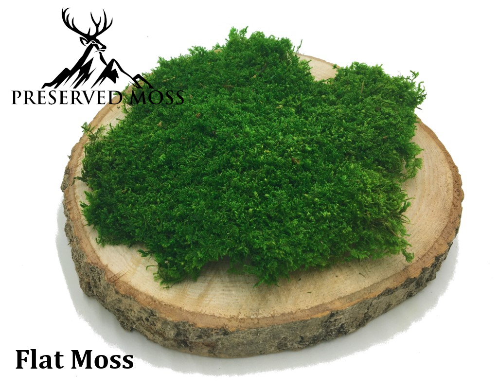 Preserved Moss Shop UK, Top Quality Real Preserved Moss For Decorations ...