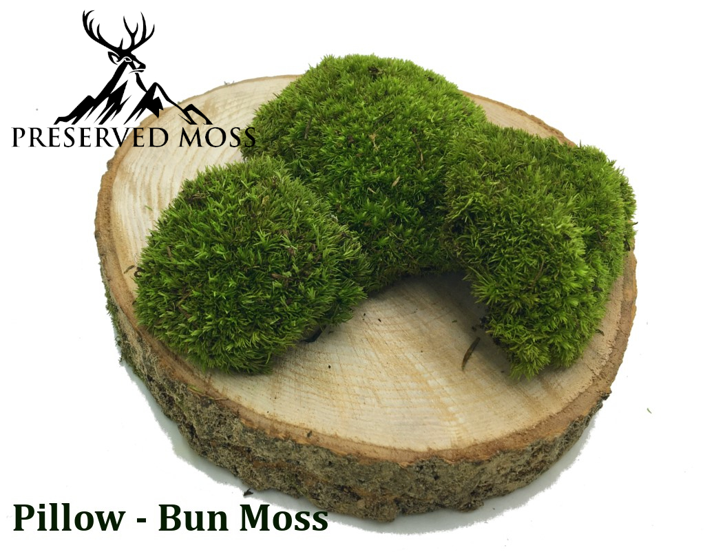 Preserved Moss Shop UK, Top Quality Real Preserved Moss For Decorations ...