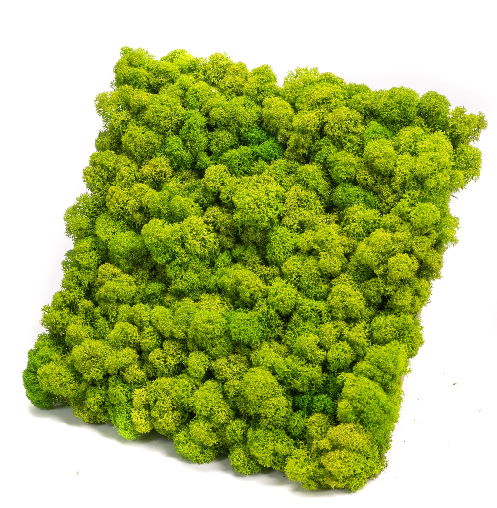 Premium Preserved Reindeer Moss Wall Panel 50x50cm – Light Green ...