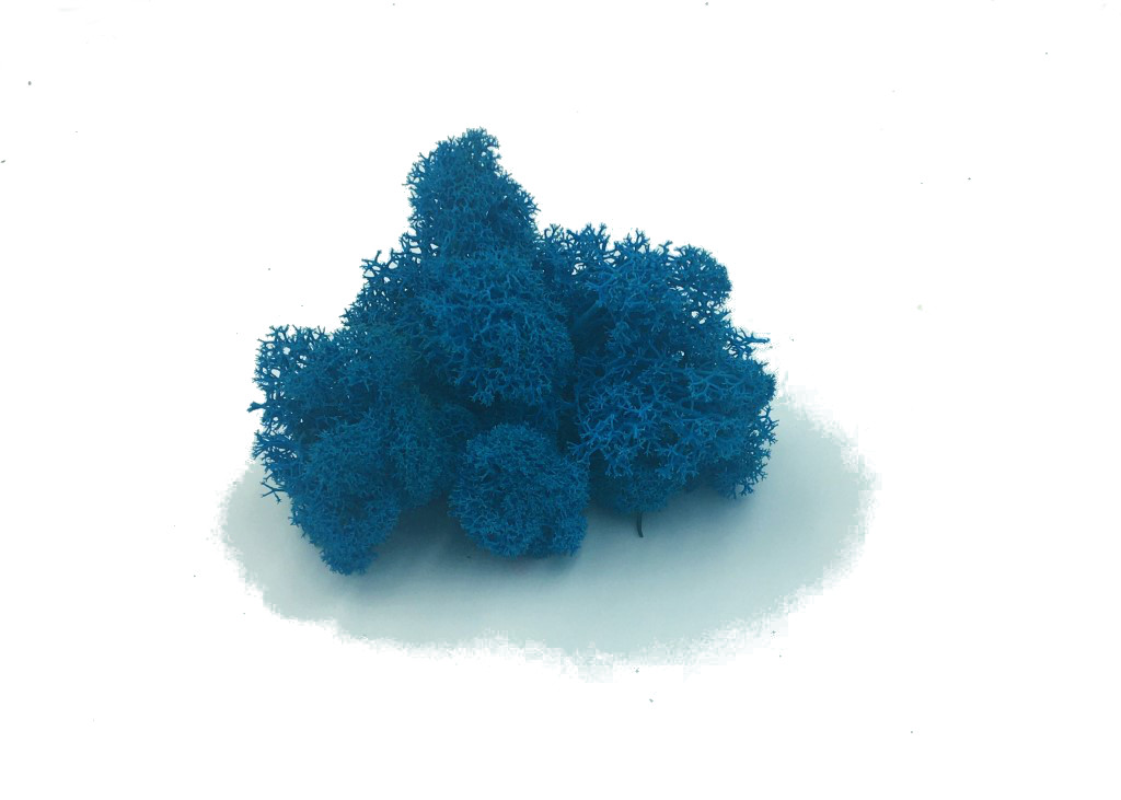 Purified FINNISH Reindeer Moss Blue, 2kg Box, 100% Real, Natural Moss ...