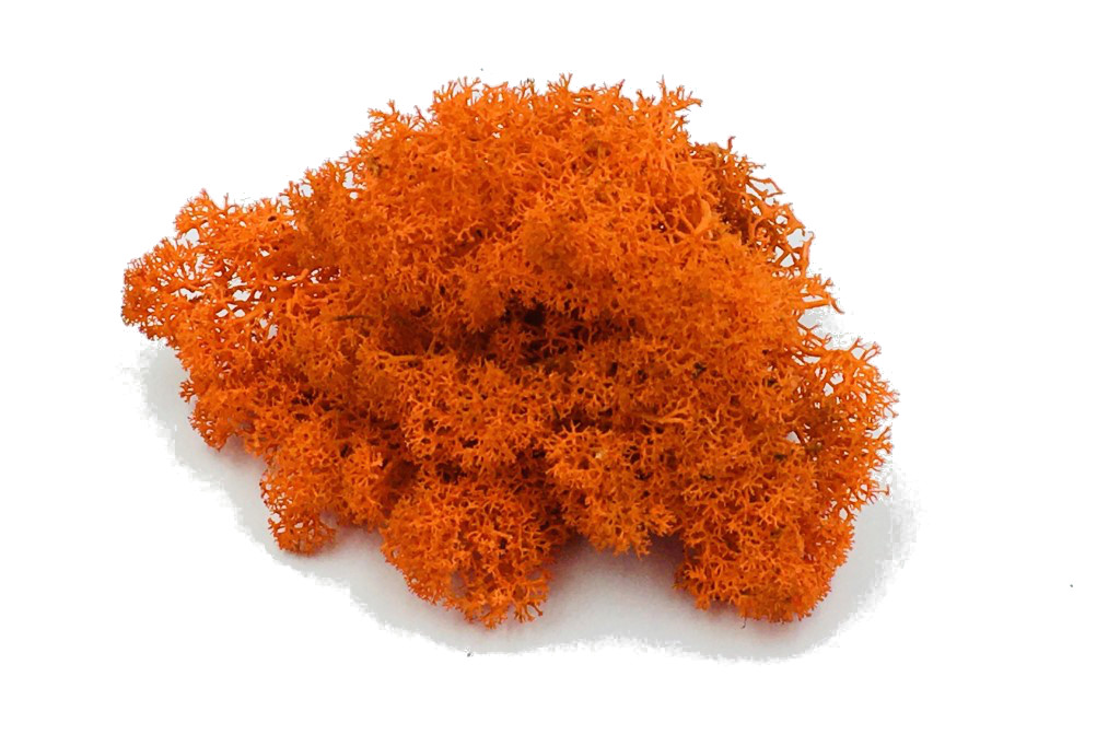 Reindeer Moss 500g Premium Purified Finnish Reindeer Moss – Orange ...