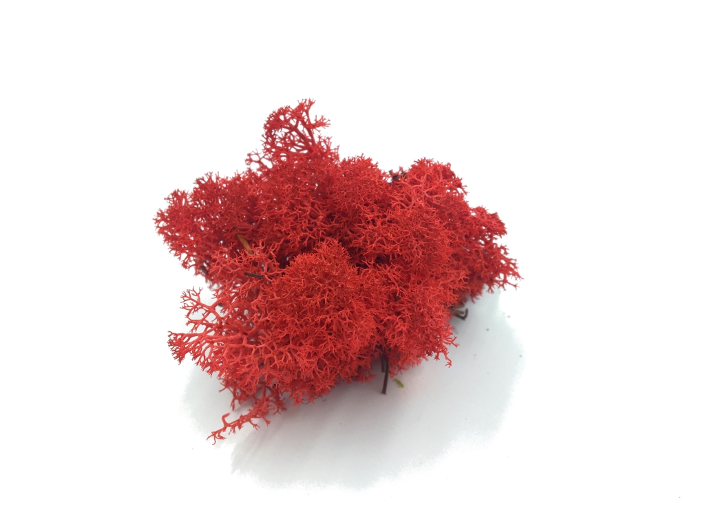 Purified Norwegian Reindeer Moss Red Color, Box 2,5 kg preservedmoss.co.uk