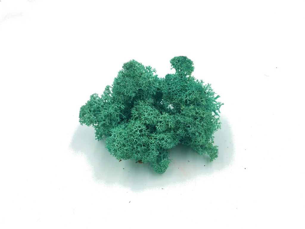 Reindeer Moss 500g Turquoise, Purified, Norwegian, 100% Real, Natural ...