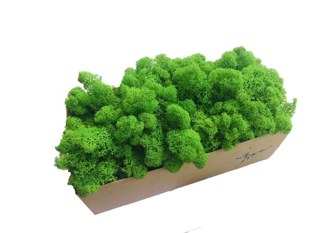 Reindeer Moss 500g, Quality Swedish Preserved Reindeer Moss for ...