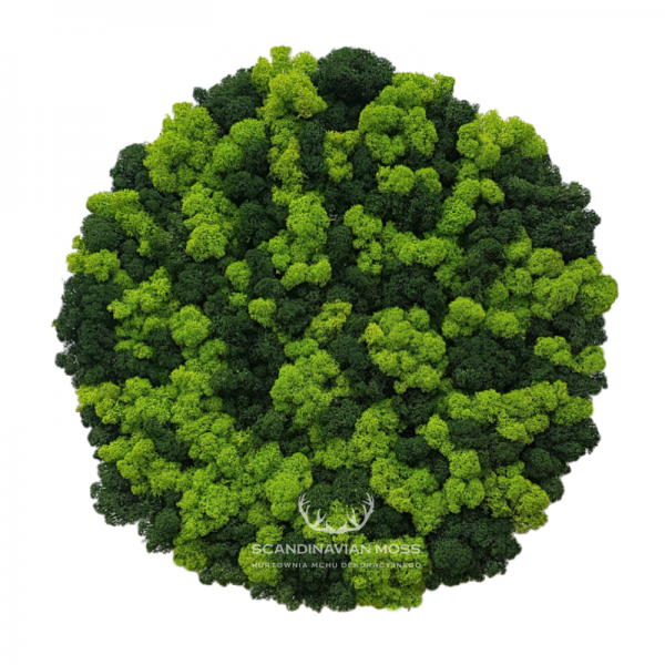 Moss Green Walls/ Acoustic panels preservedmoss.co.uk